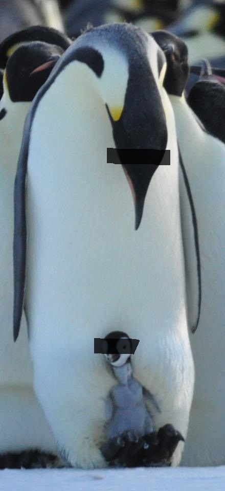 GPs Down Under | drjustincoleman